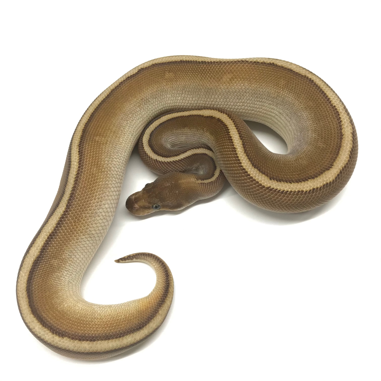 Mahogany Mojave HGW Pinstripe 100% Het Clown Ball Python by Superior ...