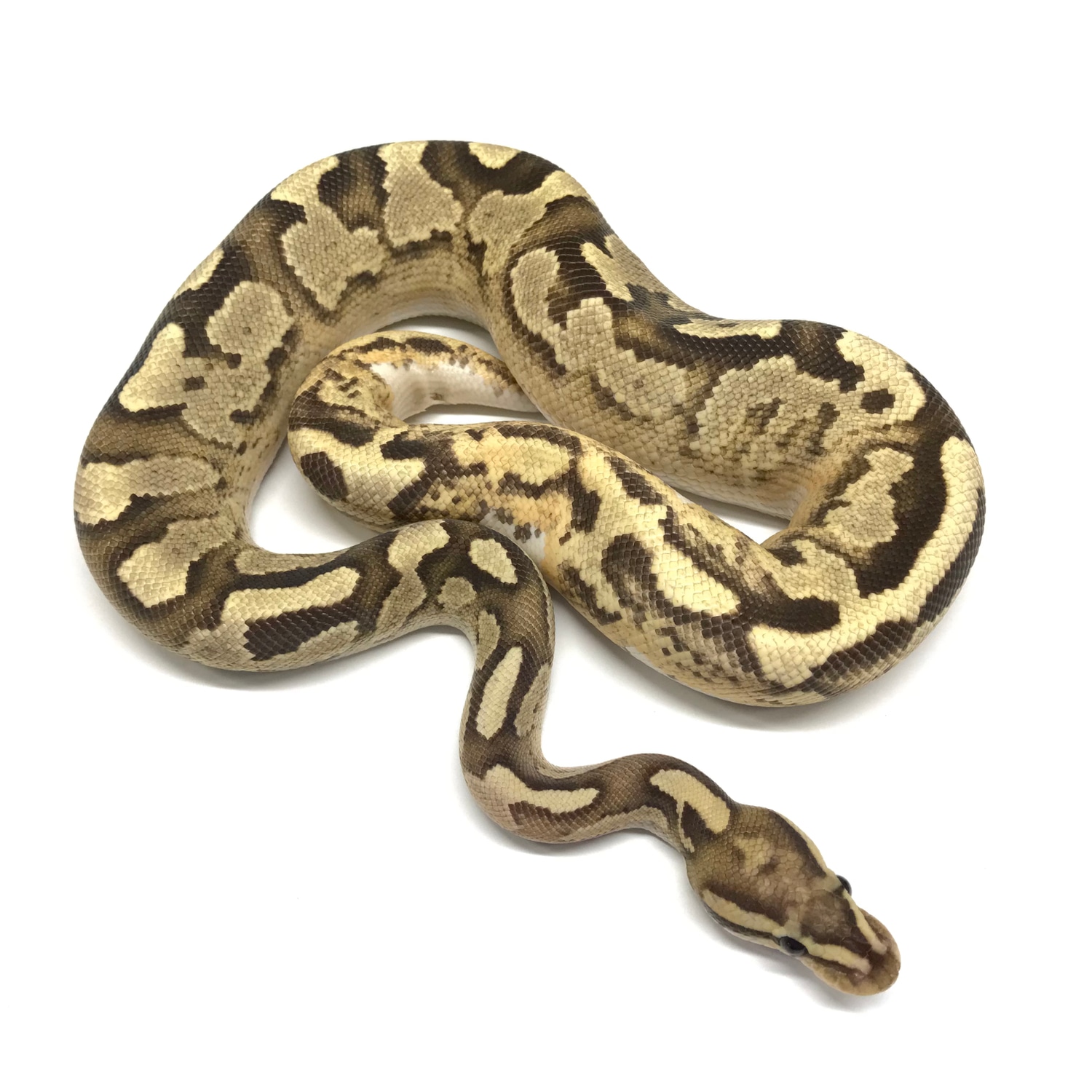 Super Disco Ball Python by Superior Scales Reptiles, LLC - MorphMarket