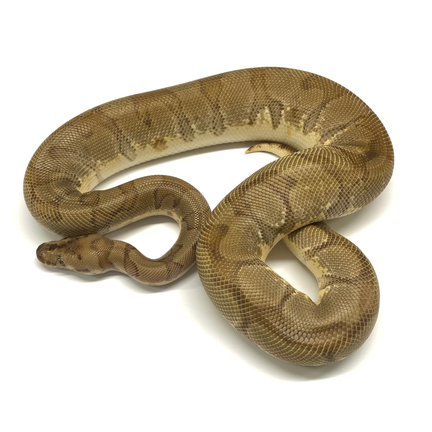 Enchi Hidden Gene Woma Clown Ball Python by Superior Scales Reptiles ...
