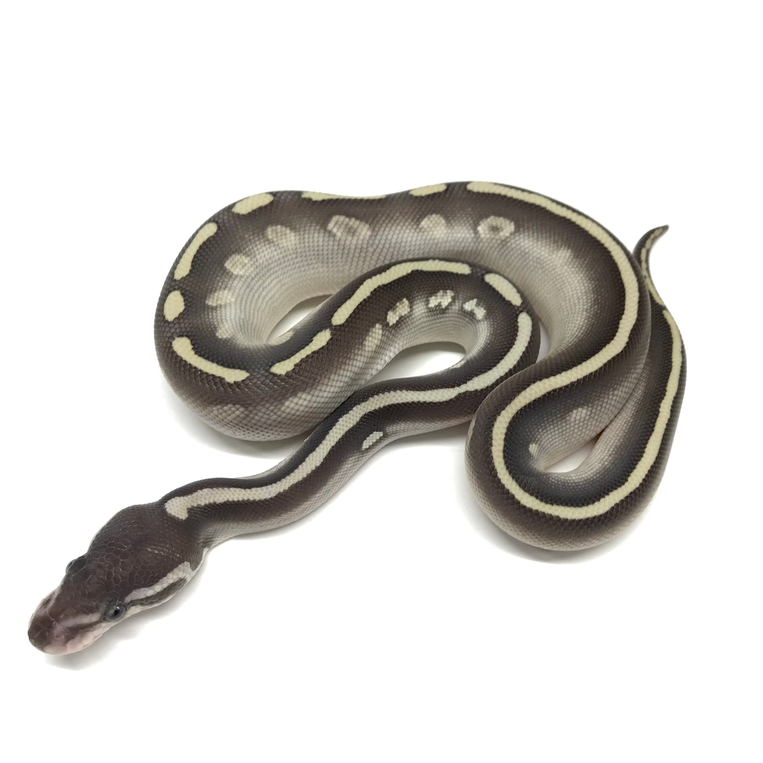 Super Mystic Ball Python by Superior Scales Reptiles, LLC - MorphMarket