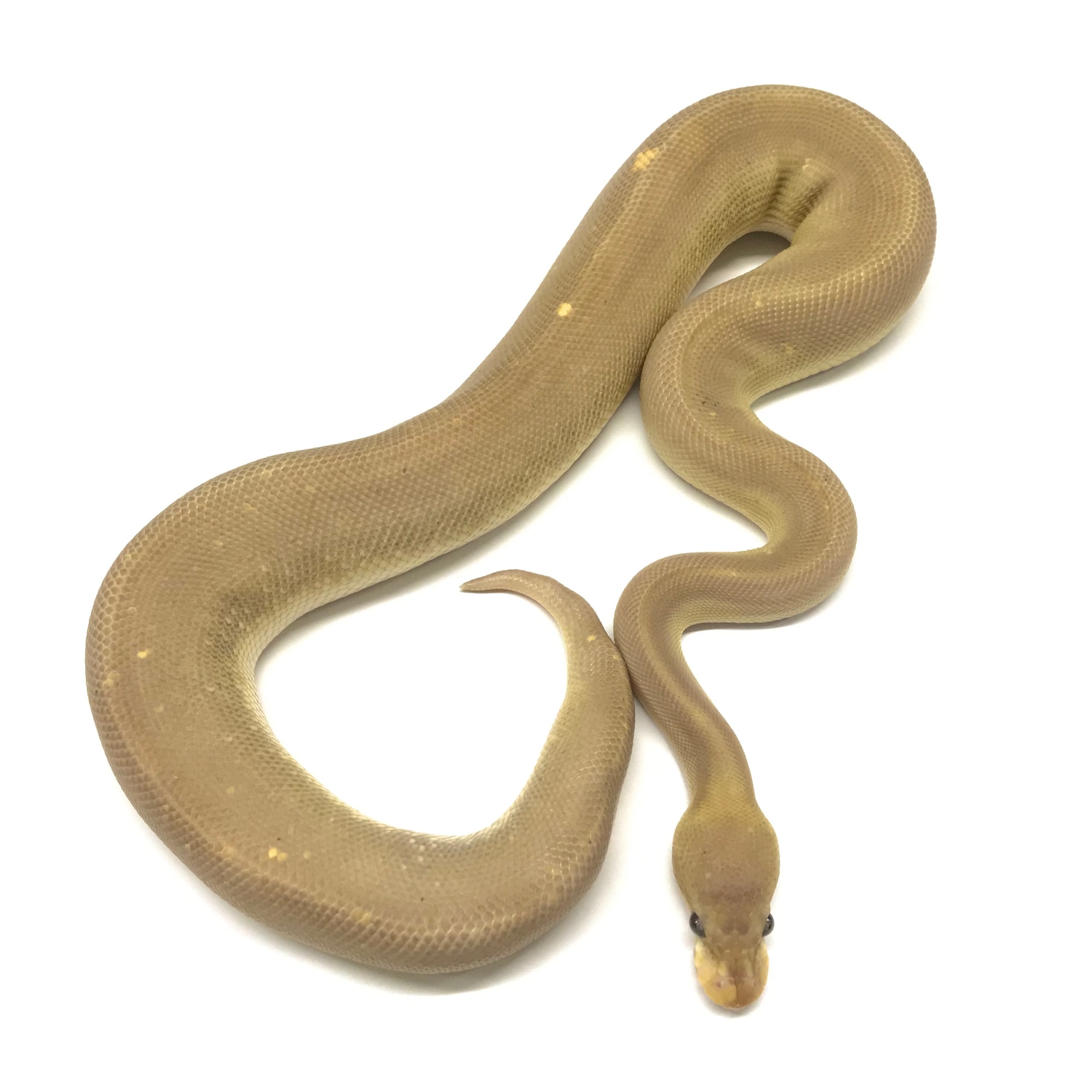 Banana Lesser 8ball Ball Python by Superior Scales Reptiles, LLC ...