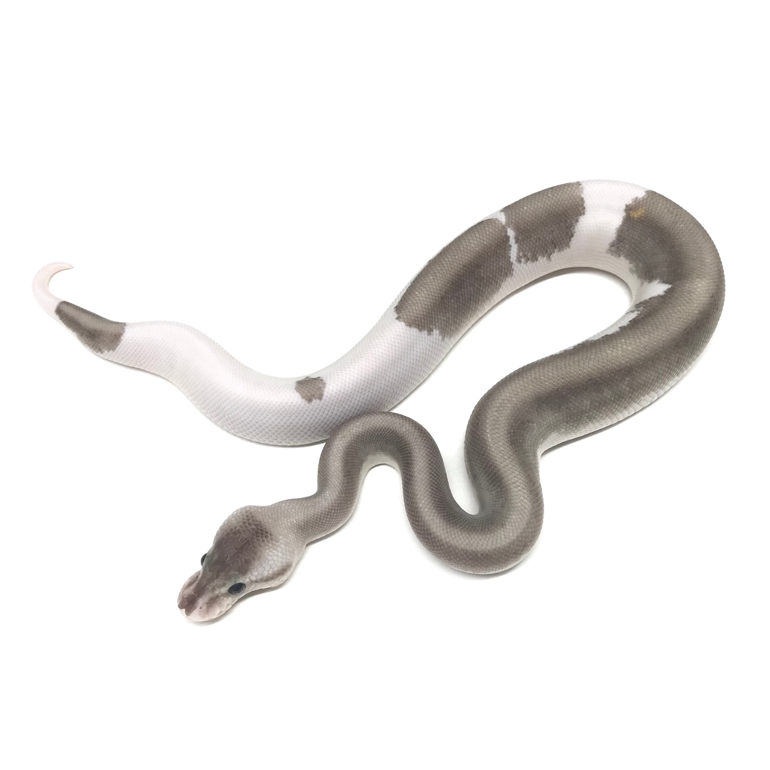 Grey Matter Ball Python by Superior Scales Reptiles - MorphMarket
