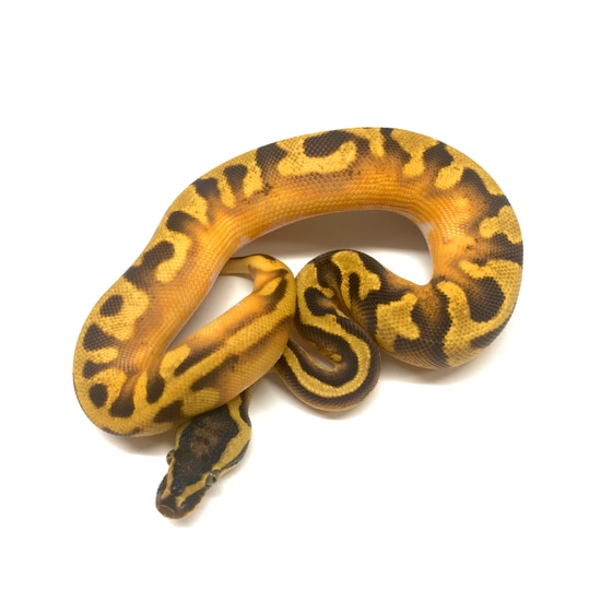 Enchi Gravel/YB GeneX Pied Ball Python by Superior Scales Reptiles, LLC