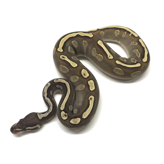 GHI Gravel Butter Ball Python by Superior Scales Reptiles, LLC