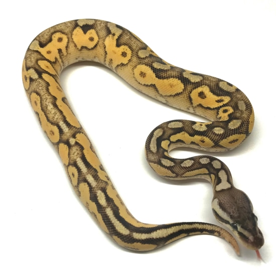 Pewter Enchi Asphalt Ball Python by Superior Scales Reptiles, LLC