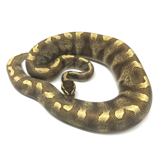 GHI Enchi Lesser Ball Python by Superior Scales Reptiles, LLC