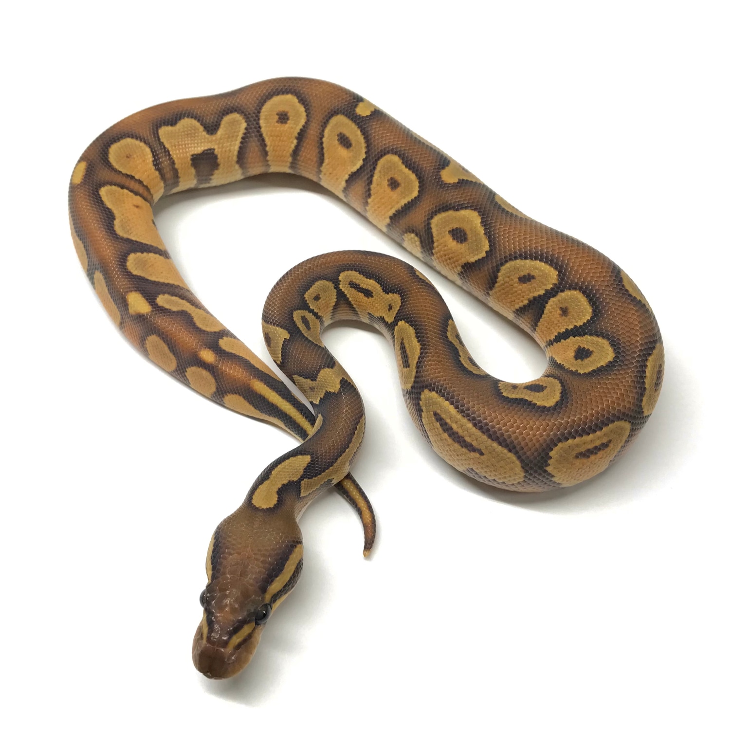 Black Head Enchi Hypo Ball Python by Superior Scales Reptiles, LLC ...