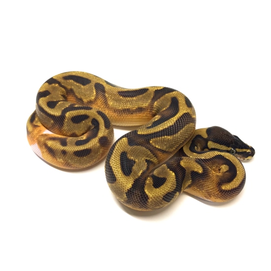 Enchi (Pos GeneX) Pied Ball Python by Superior Scales Reptiles, LLC