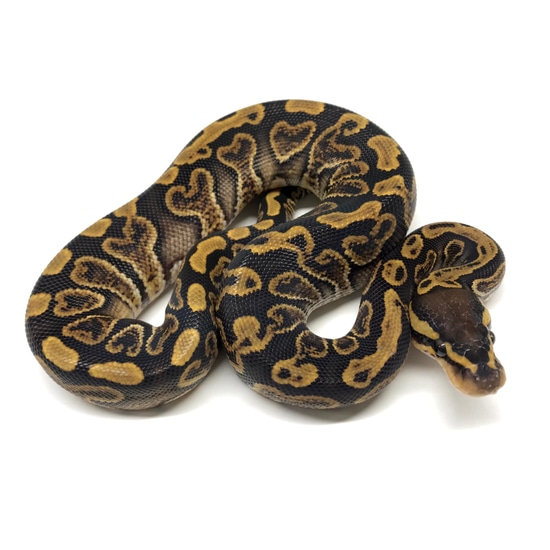 GHI 100% Het Clown Ball Python by Superior Scales Reptiles, LLC