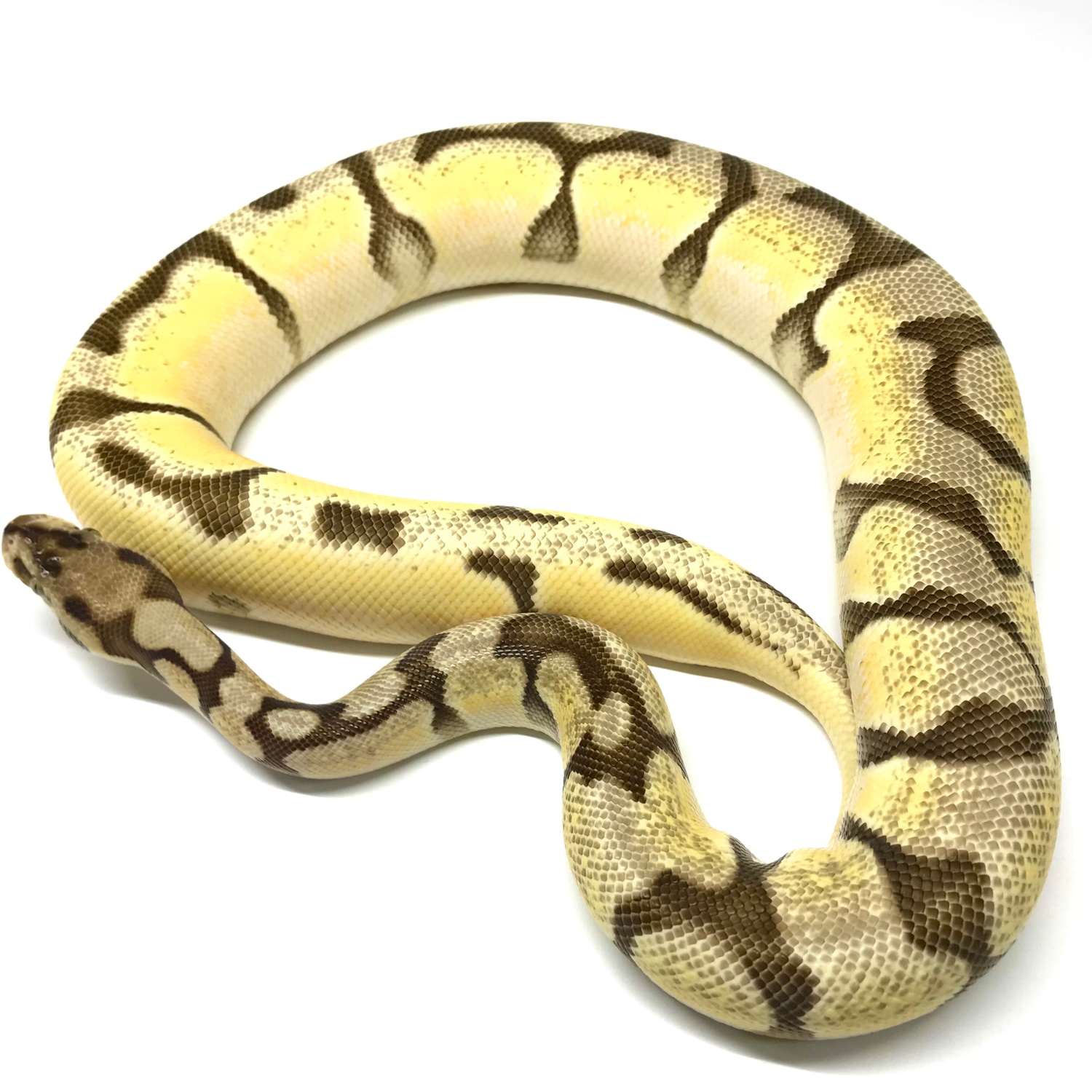 Orange Dream Mojave Spider Ball Python by Superior Scales Reptiles ...