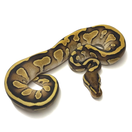 Gravel Butter Ball Python by Superior Scales Reptiles, LLC