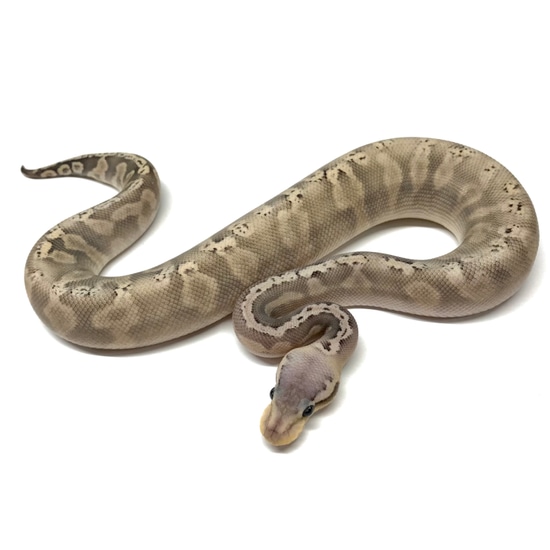 GHI Black Pewter Hypo Ball Python by Superior Scales Reptiles, LLC
