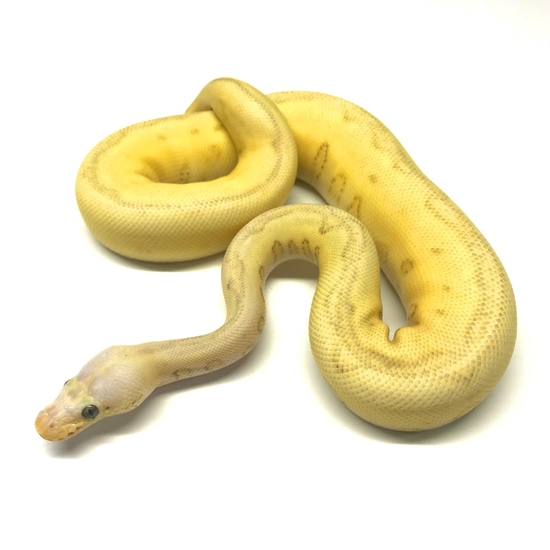 Gravel Killer Bee Clown Ball Python by Superior Scales Reptiles, LLC