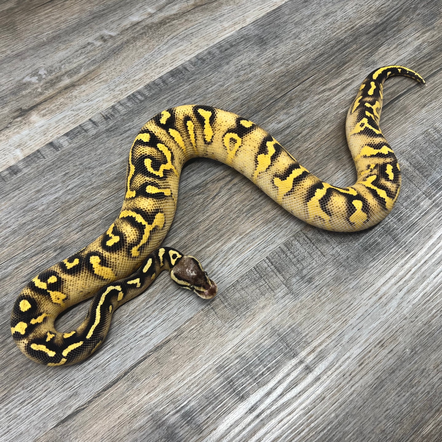 Pastel Super Gravel Ball Python by Superior Scales Reptiles - MorphMarket