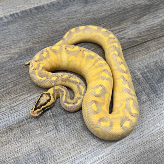 Pastel Enchi Super Gravel Ball Python by Superior Scales Reptiles, LLC