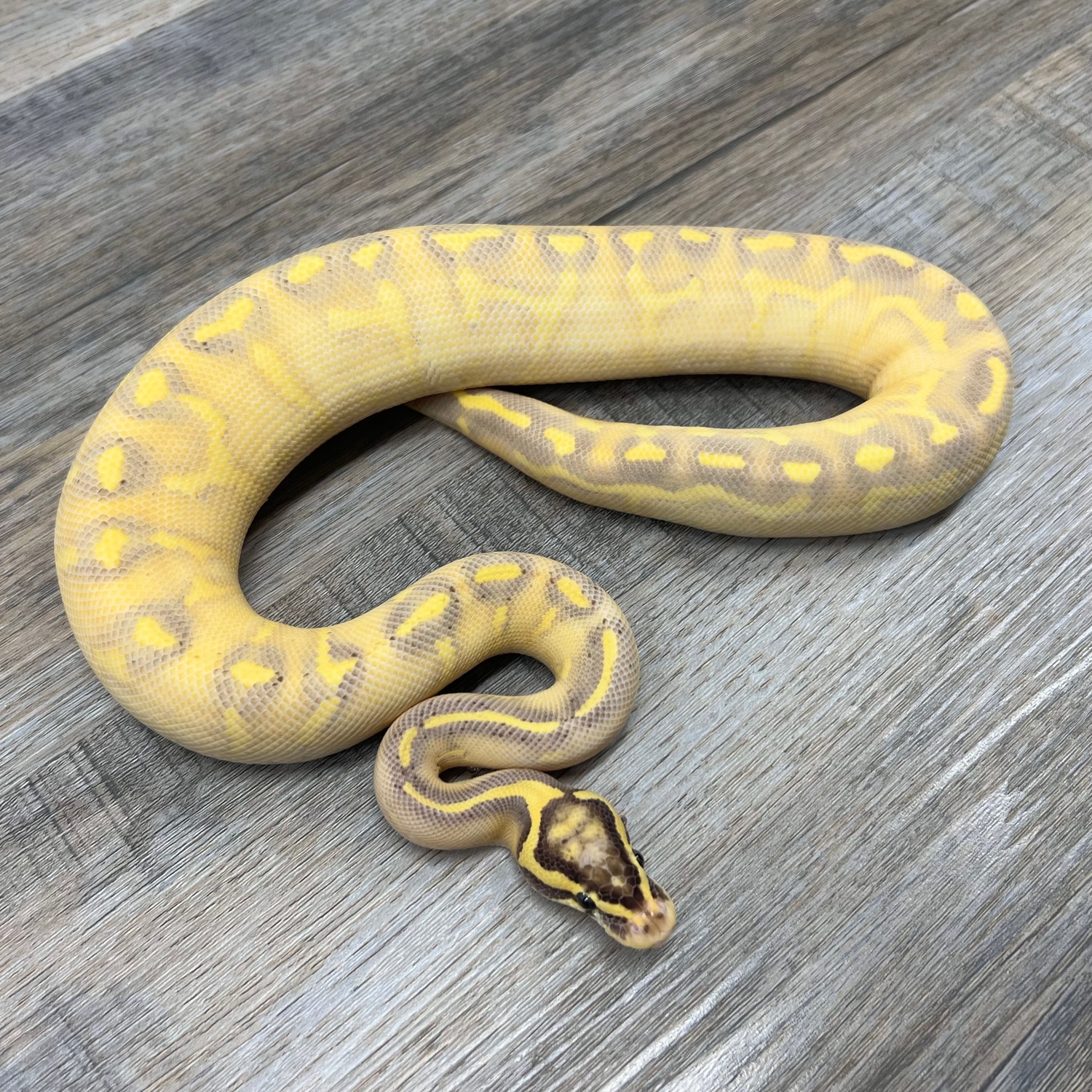 Pastel Enchi Super Gravel Ball Python by Superior Scales Reptiles ...