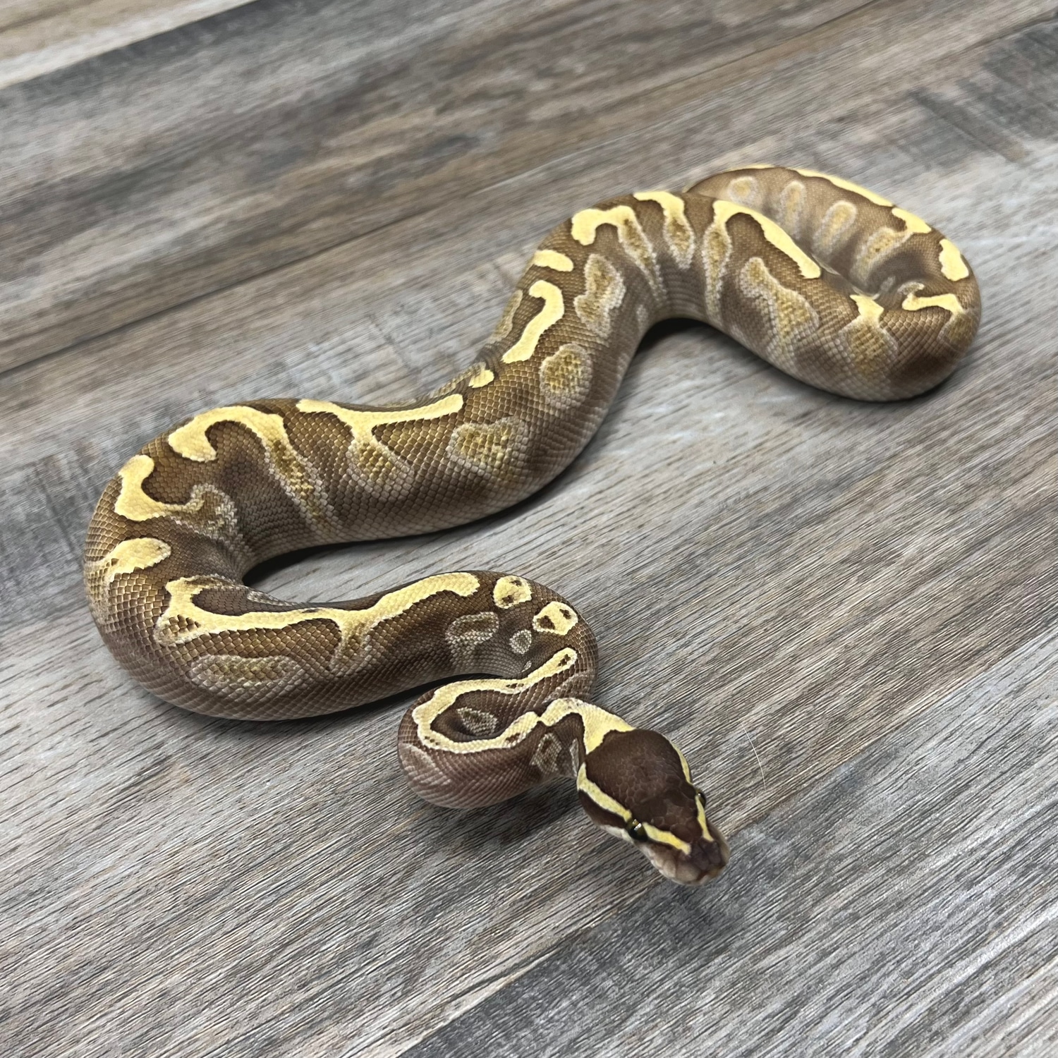 GHI Leopard Lesser Enchi Ball Python by Superior Scales Reptiles, LLC ...