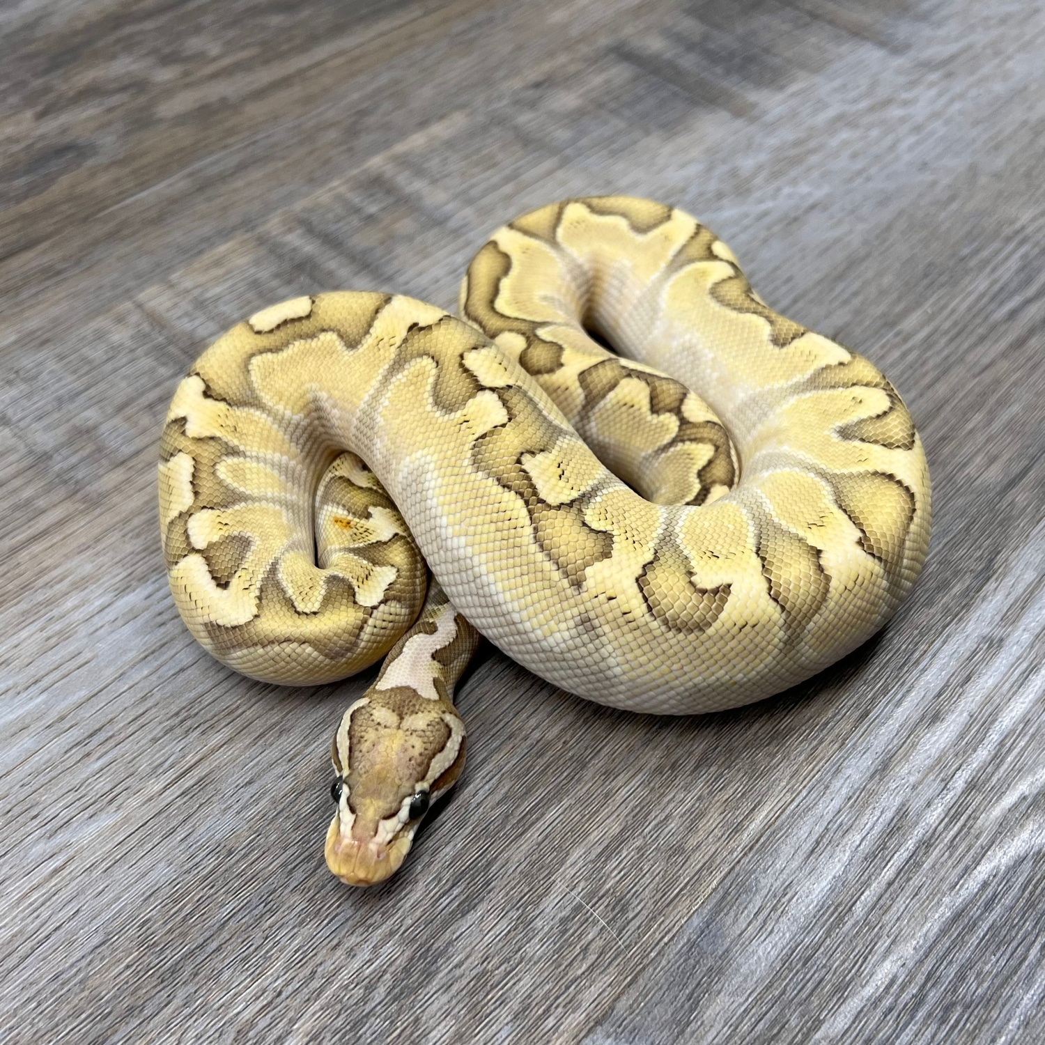 Bamboo GHI Pastel Enchi Ball Python by Superior Scales Reptiles, LLC ...