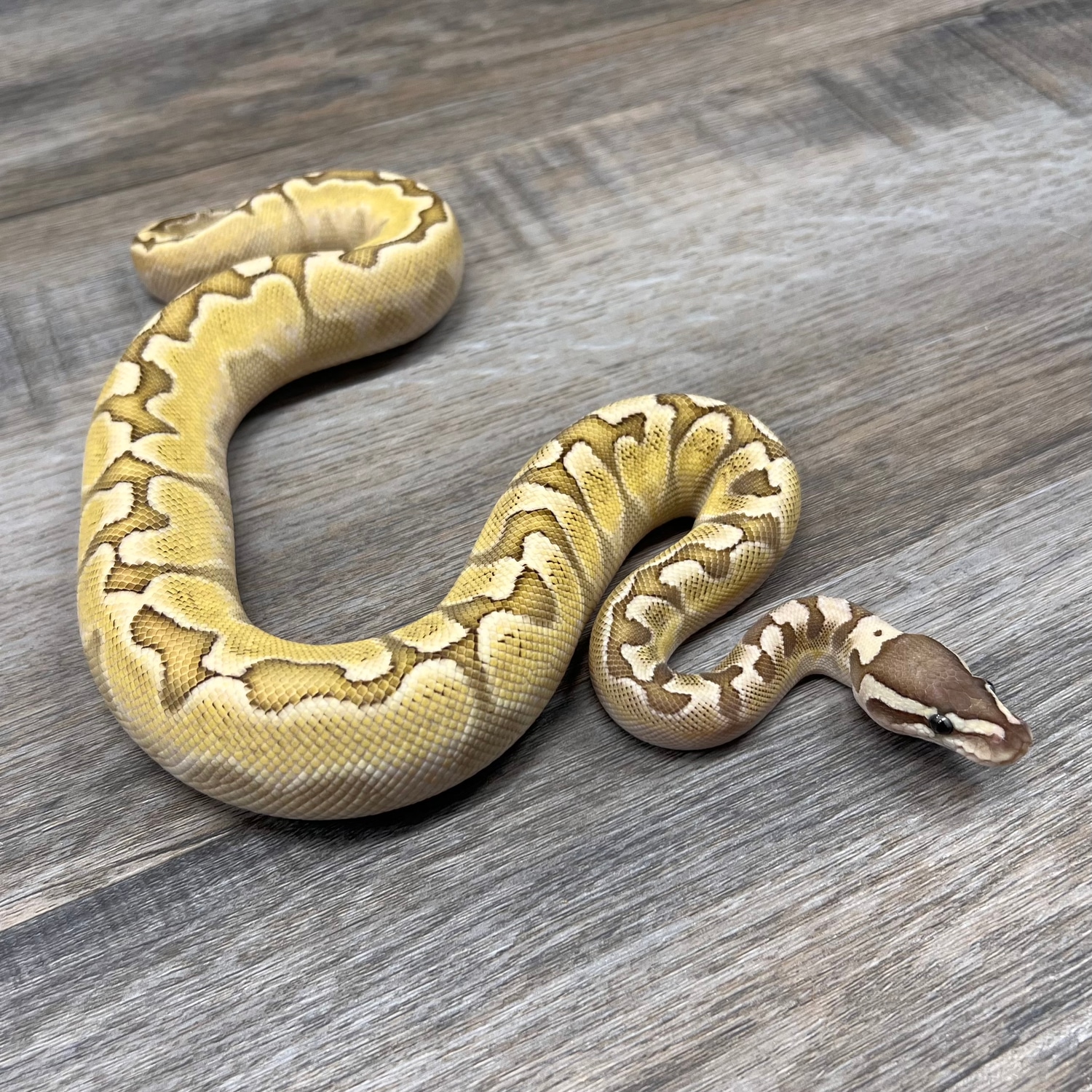 Bamboo GHI Enchi Ball Python by Superior Scales Reptiles, LLC - MorphMarket