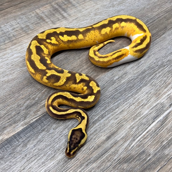 Pastel Enchi Yellowbelly GeneX Pied Ball Python by Superior Scales ...
