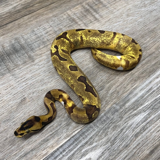 Super Enchi GeneX Pied Ball Python by Superior Scales Reptiles, LLC