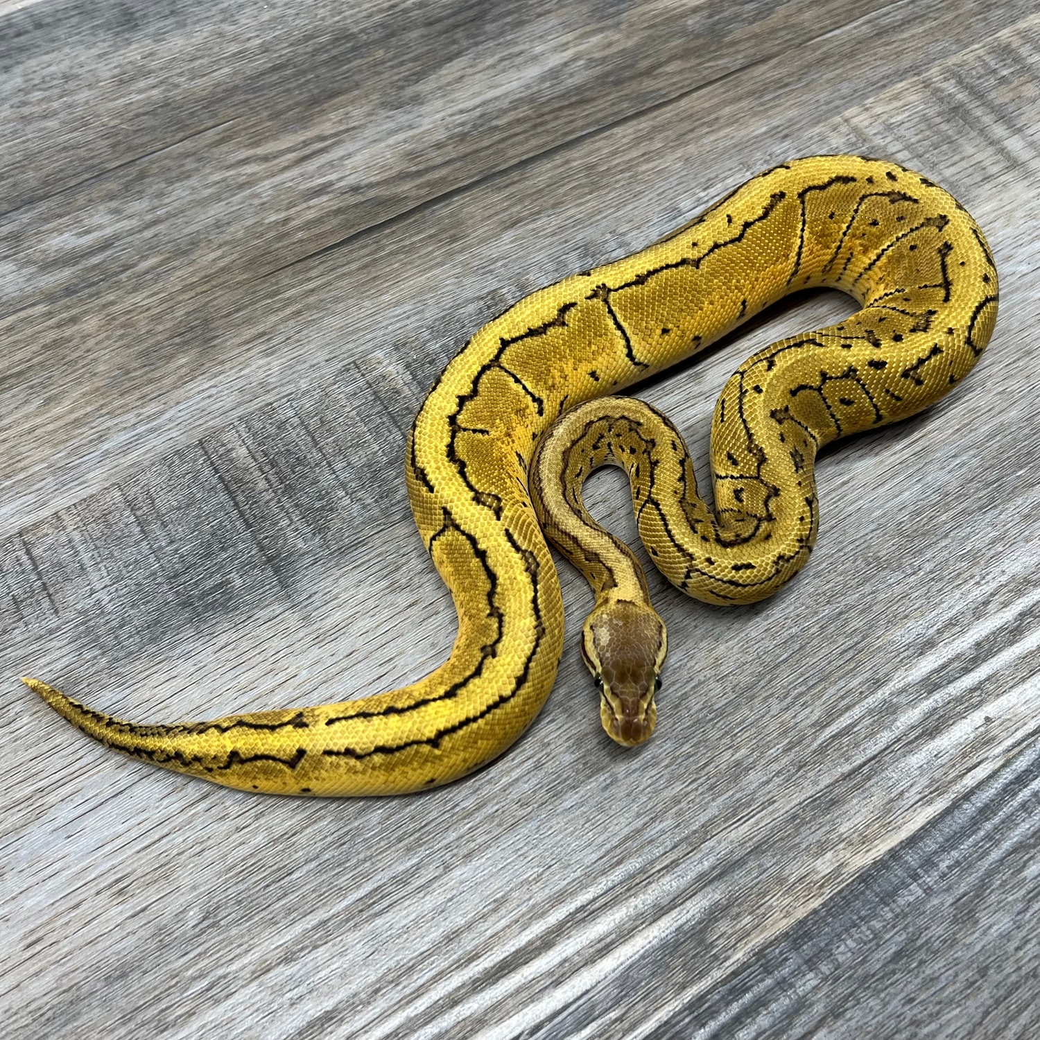 Lemon Blast 100% Double Het Hypo Pied Ball Python by Superior Scales ...