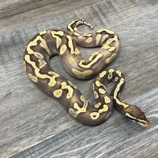 GHI Leopard Pastave Ball Python by Superior Scales Reptiles, LLC