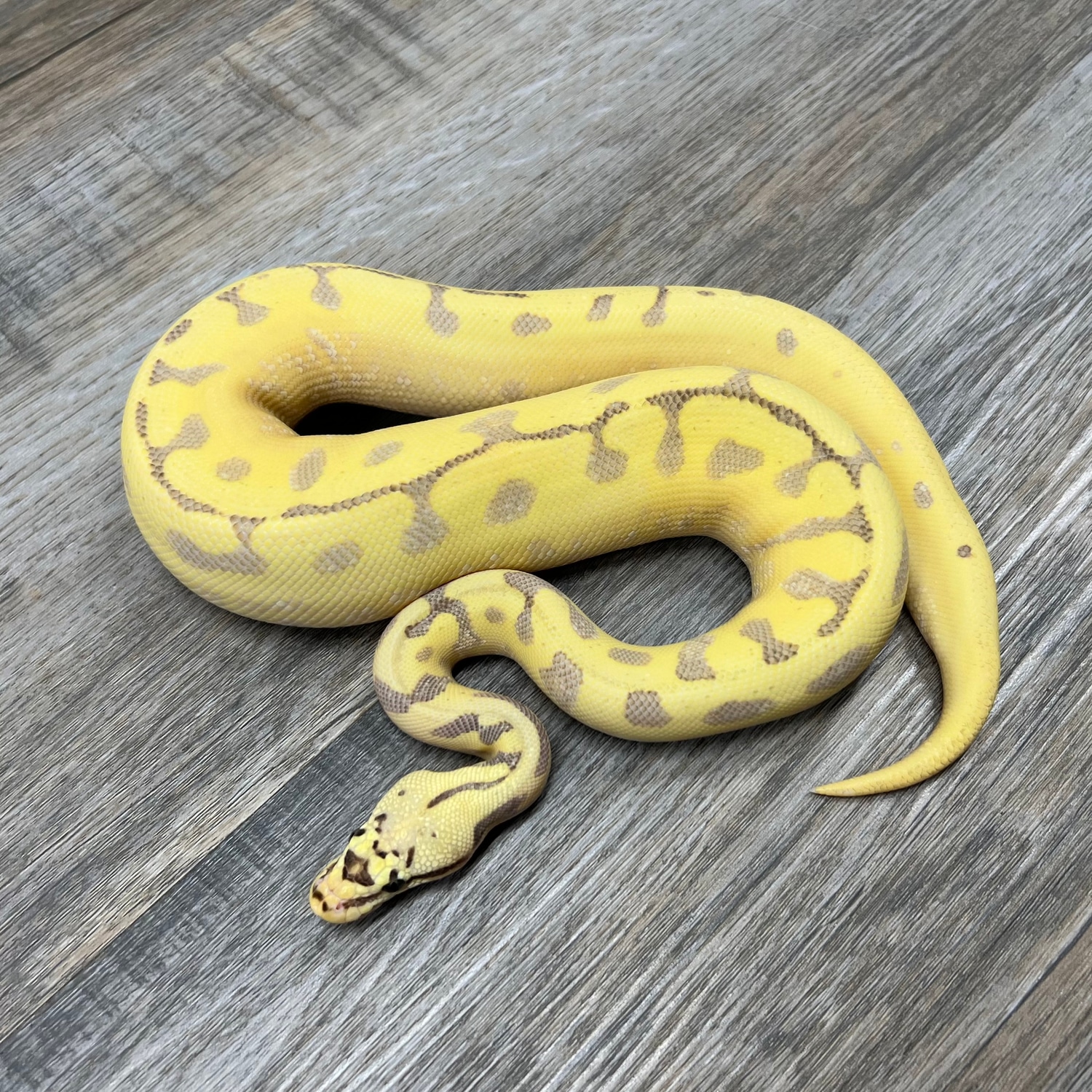 Leopard Enchi Bumble Bee Highway Ball Python by Superior Scales ...