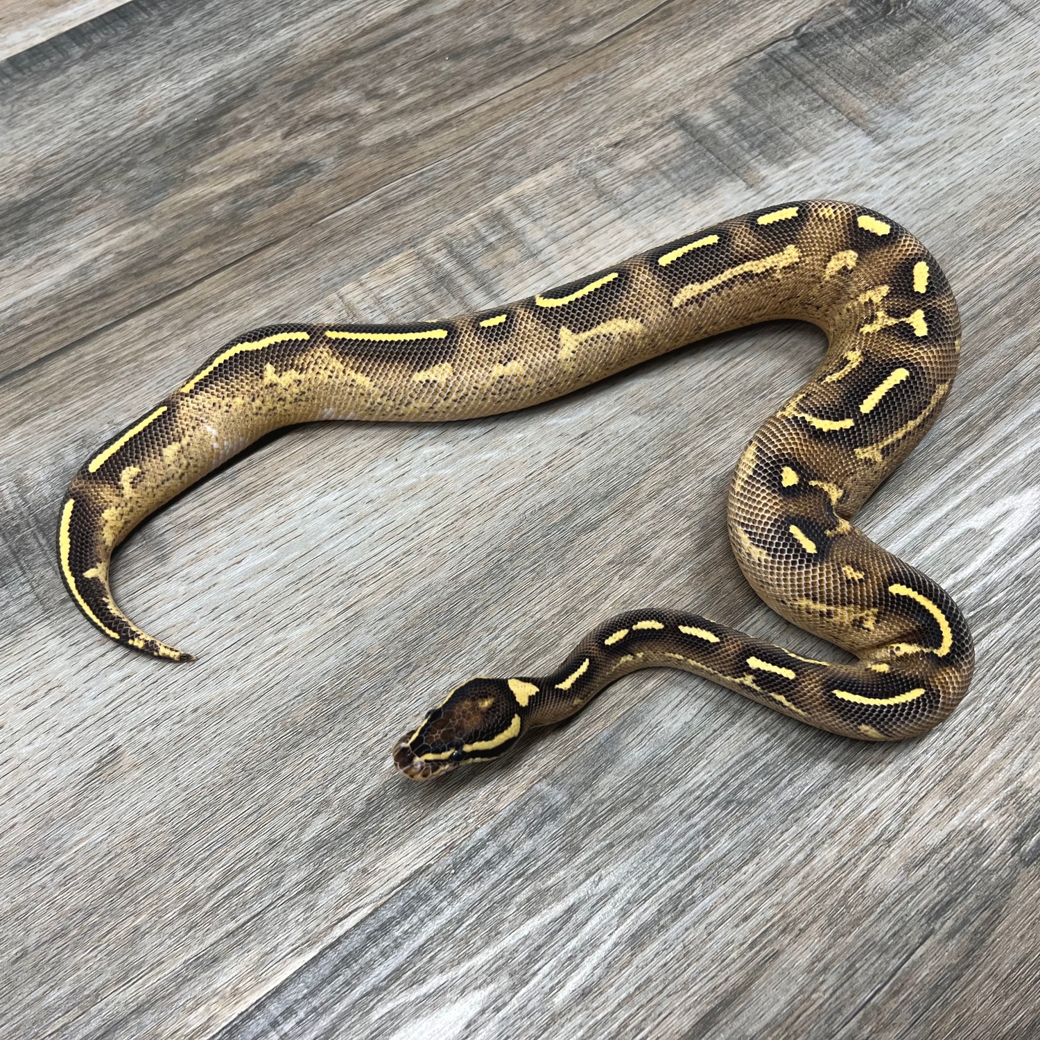 Freeway Ball Python by Superior Scales Reptiles, LLC - MorphMarket