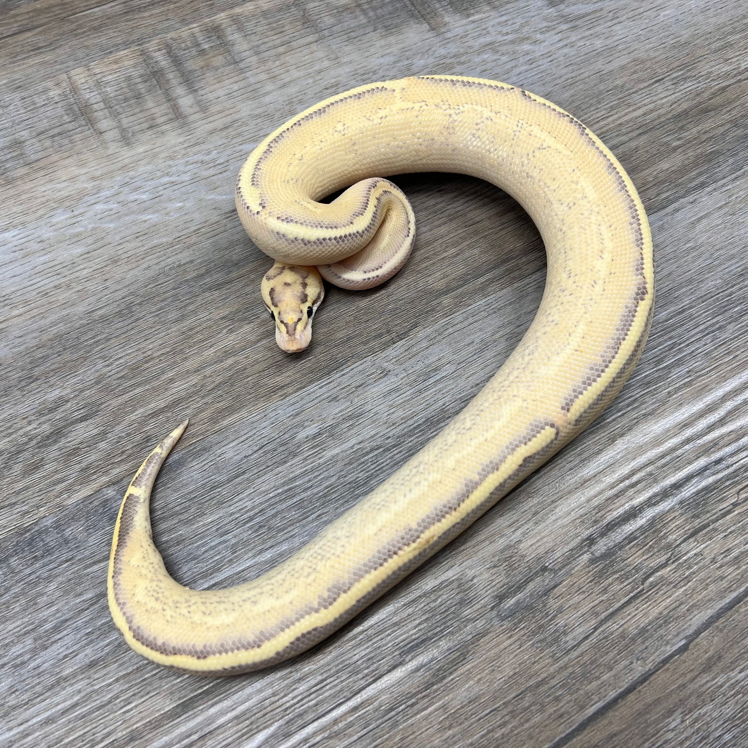 Enchi Puma Ball Python by Superior Scales Reptiles, LLC - MorphMarket
