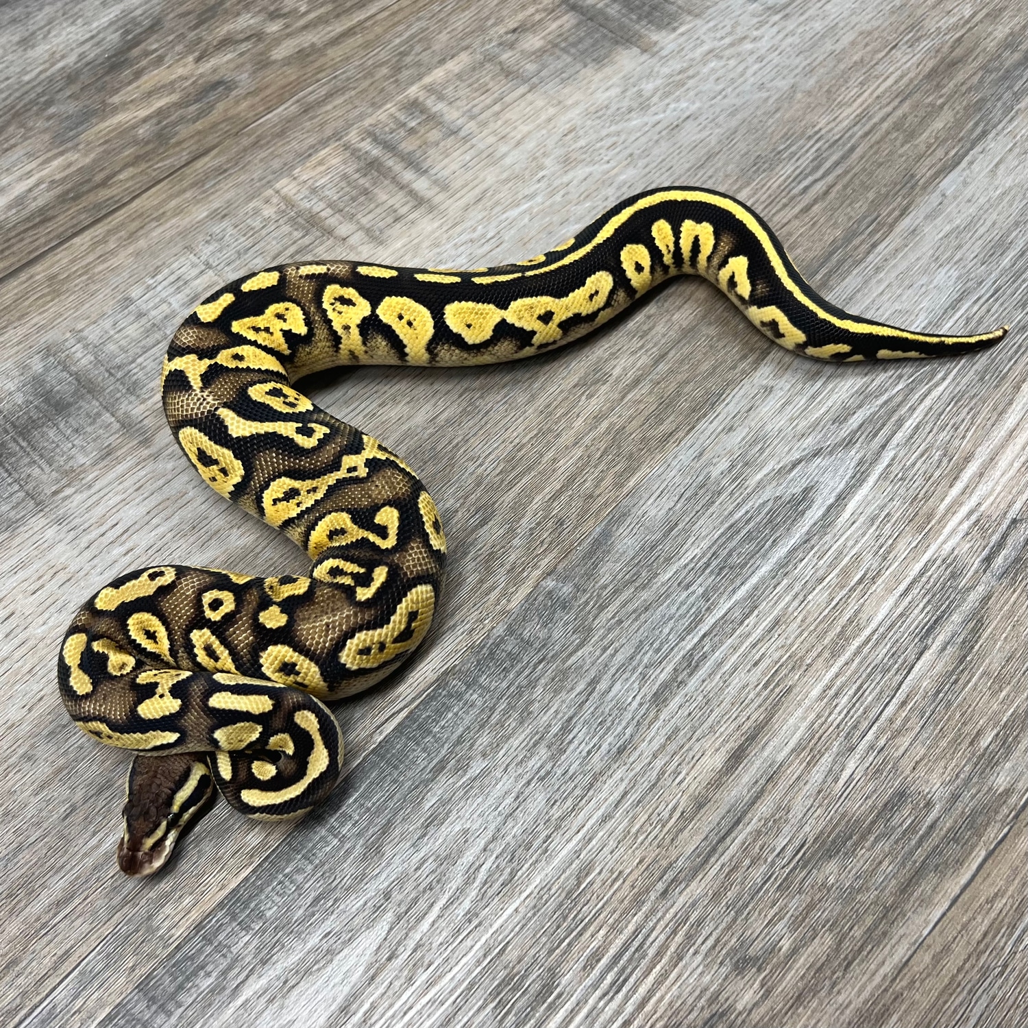 Blackhead Pastel Yellowbelly Ball Python by Superior Scales Reptiles ...