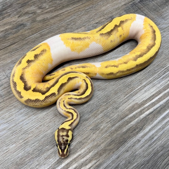 Enchi Firefly GeneX Pied Ball Python by Superior Scales Reptiles, LLC