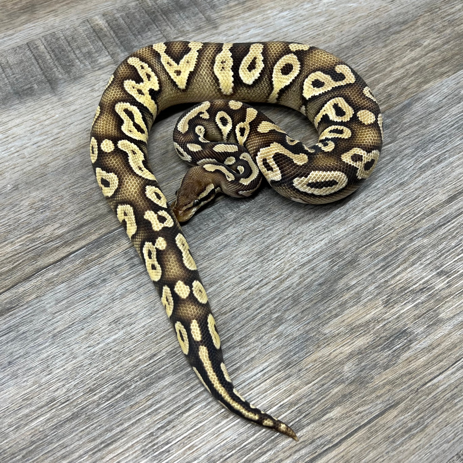 Pastave Asphalt Ball Python by Superior Scales Reptiles, LLC - MorphMarket