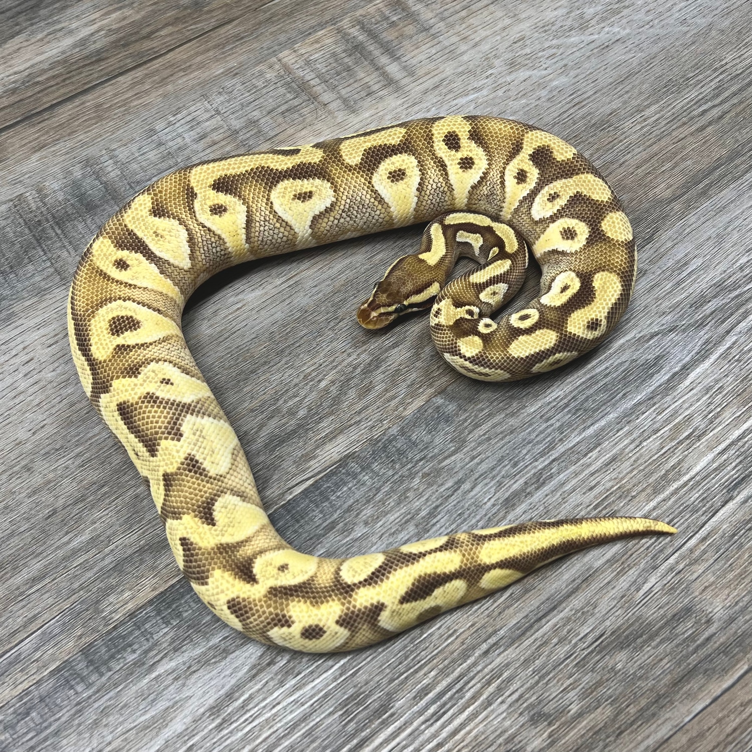 Enchi Pastave Asphalt Ball Python by Superior Scales Reptiles, LLC - MorphMarket