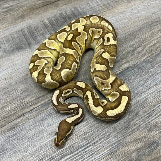 Gravel Butter Ball Python by Superior Scales Reptiles, LLC