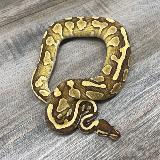 Butter Gravel Ball Python by Superior Scales Reptiles, LLC