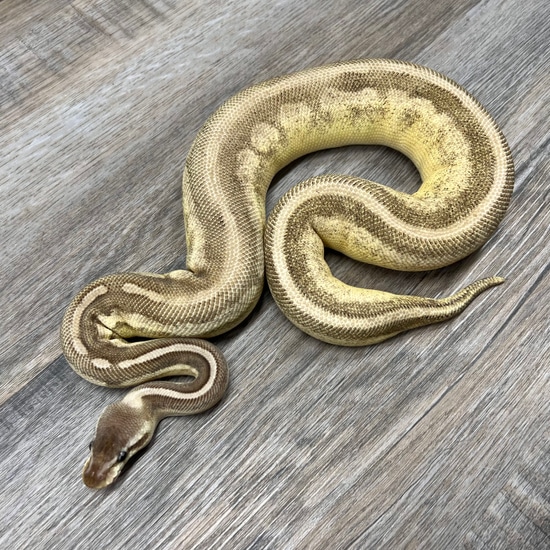 Blackhead Mojave Pewter Ball Python by Superior Scales Reptiles, LLC