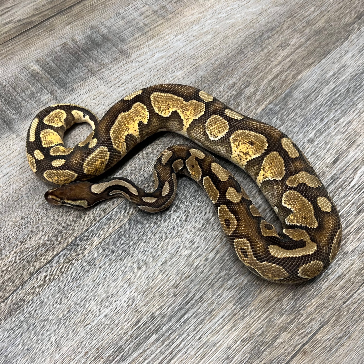 Cinnamon Enchi Asphalt/Yellowbelly Ball Python by Superior Scales ...