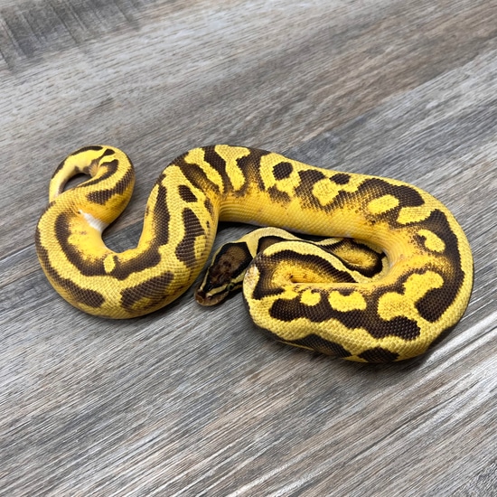 Pastel Enchi GeneX Pied Ball Python by Superior Scales Reptiles, LLC