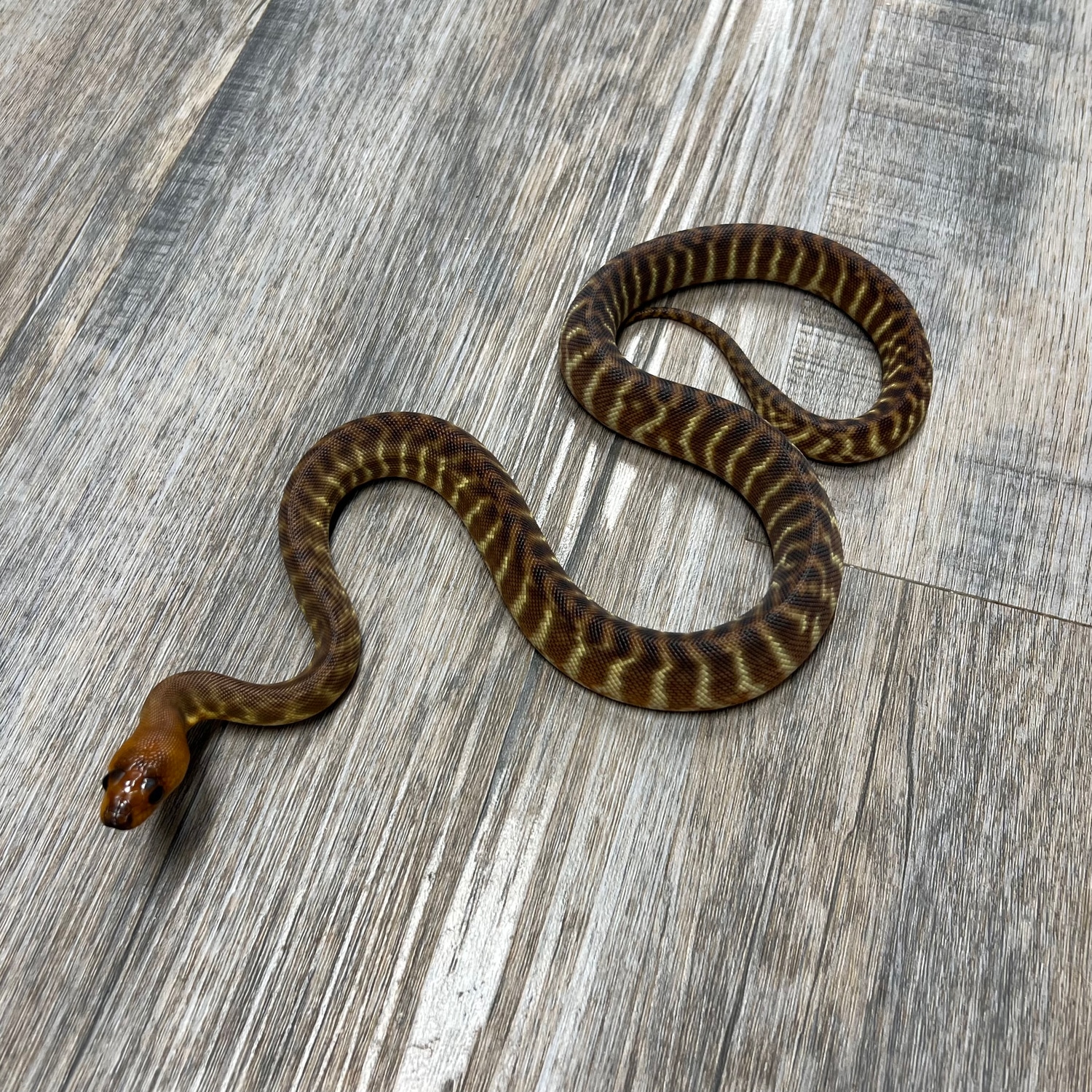 Woma Python by Superior Scales Reptiles, LLC - MorphMarket