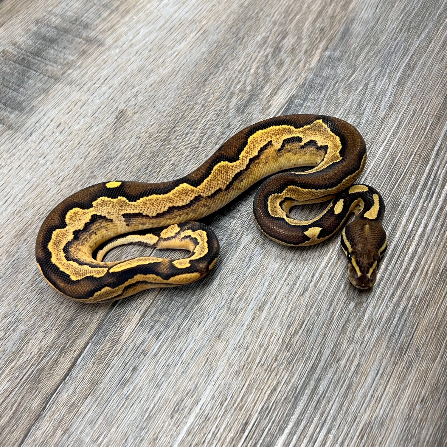 Blackhead Fire/Vanilla Calico 100% Het Hypo Ball Python by Superior ...