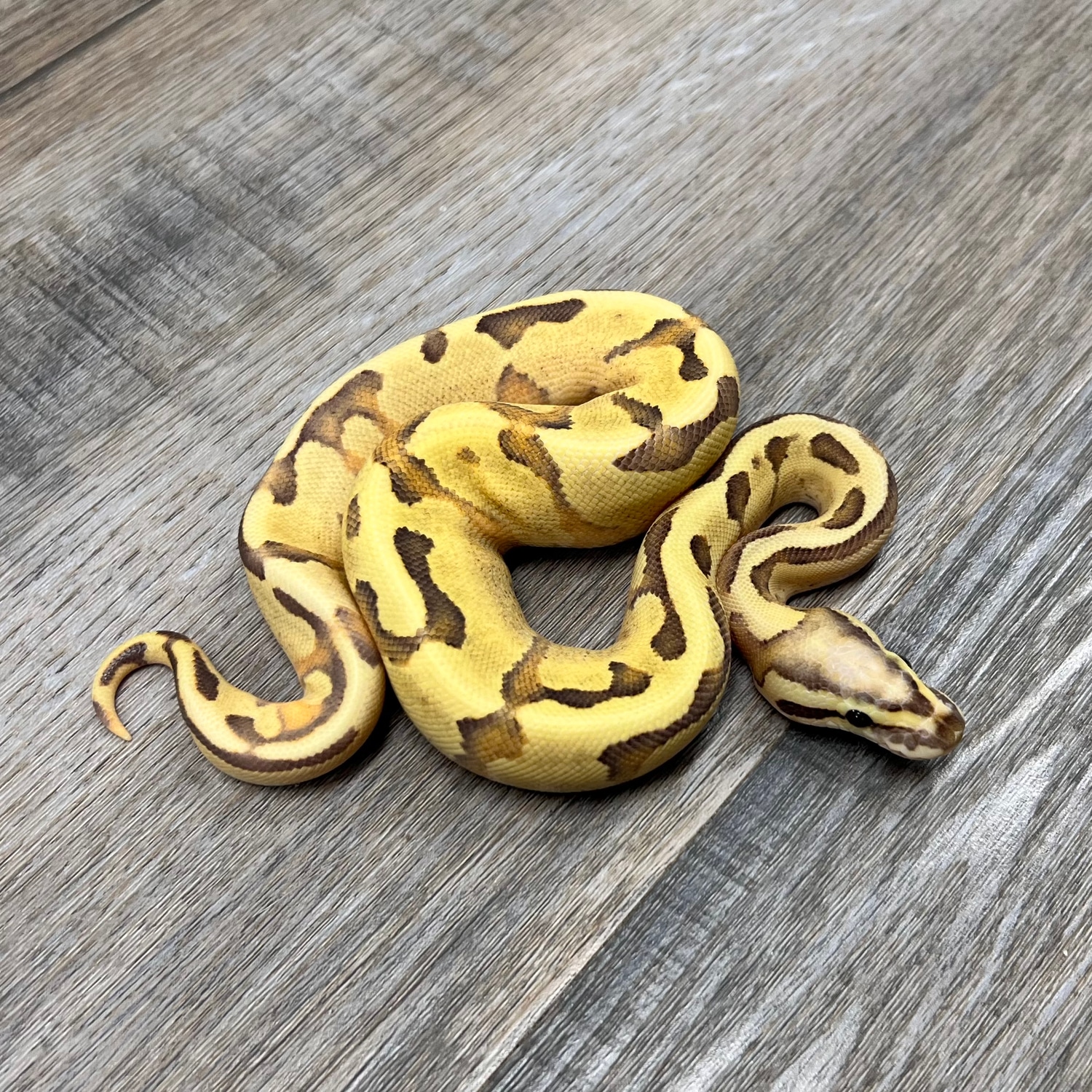 Enchi Vanilla Cream 100% Het Hypo Ball Python by Superior Scales ...