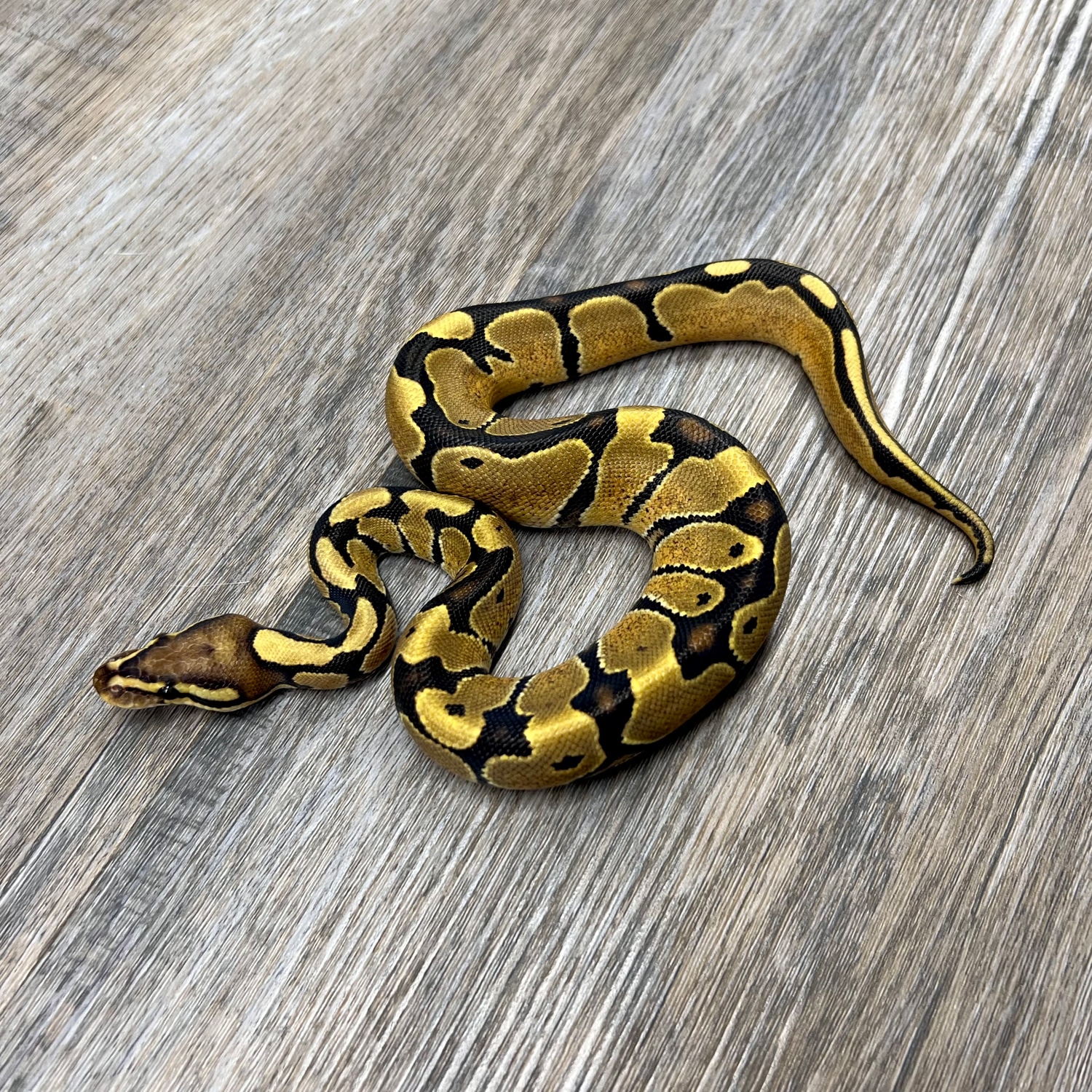 Enchi Fire/Vanilla 100% Het Hypo Ball Python by Superior Scales ...