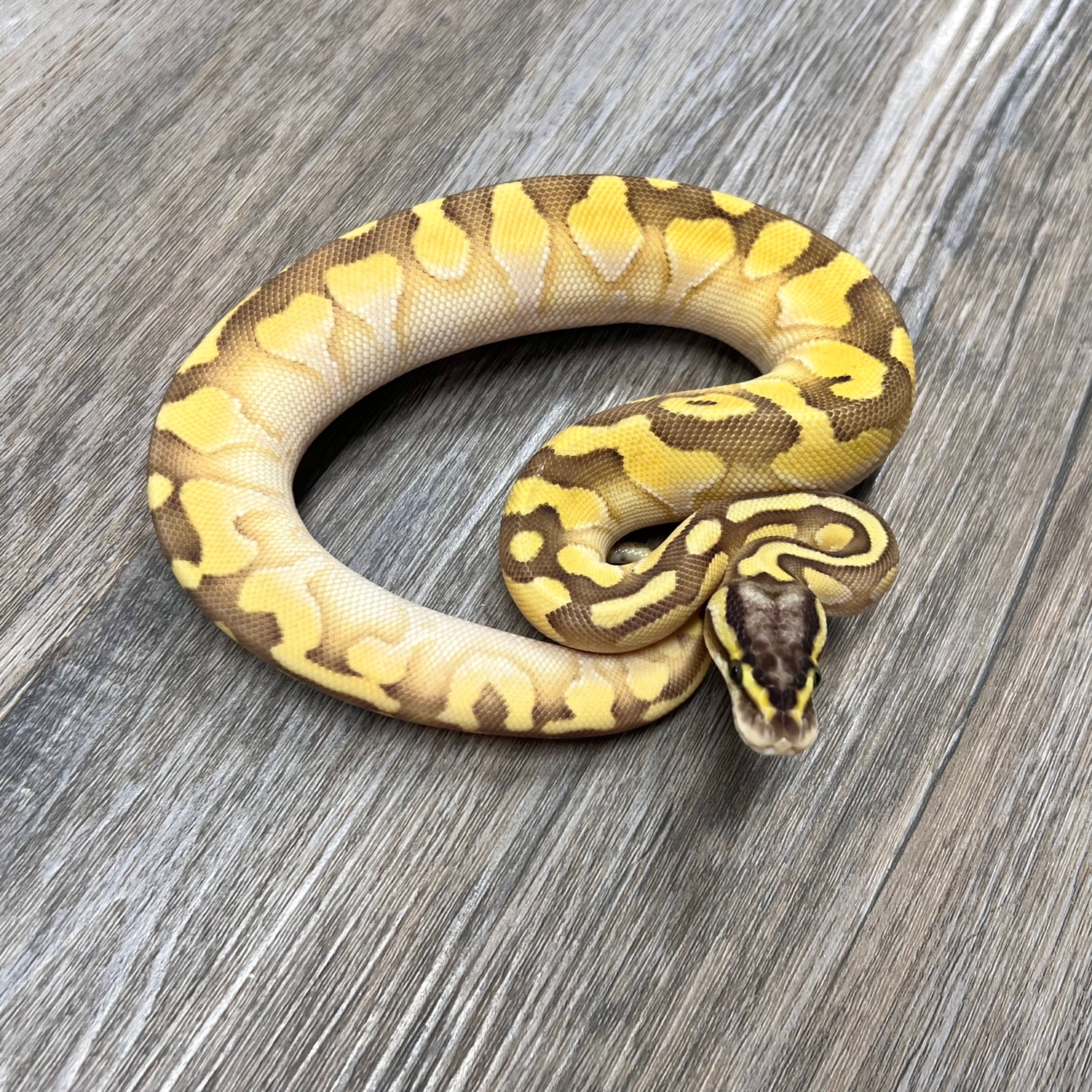 Enchi Lesser Pastel 100% Het Clown Ball Python by Superior Scales ...