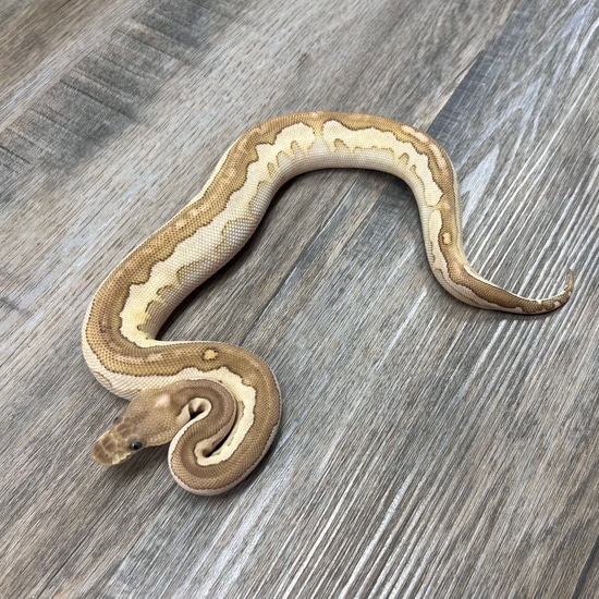 Cinnamon Butter Yellowbelly (Pos. Fire) Clown Ball Python by Superior ...