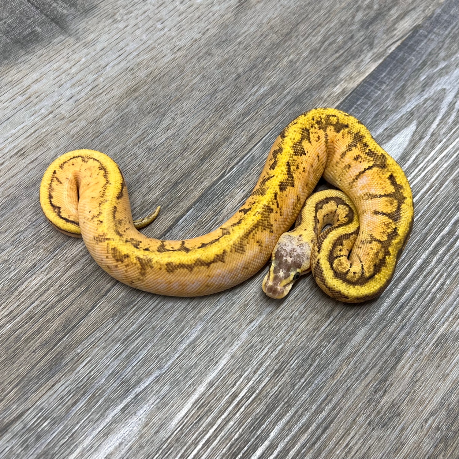 Lemon Blast Sugar 100% Het Clown Ball Python by Superior Scales ...