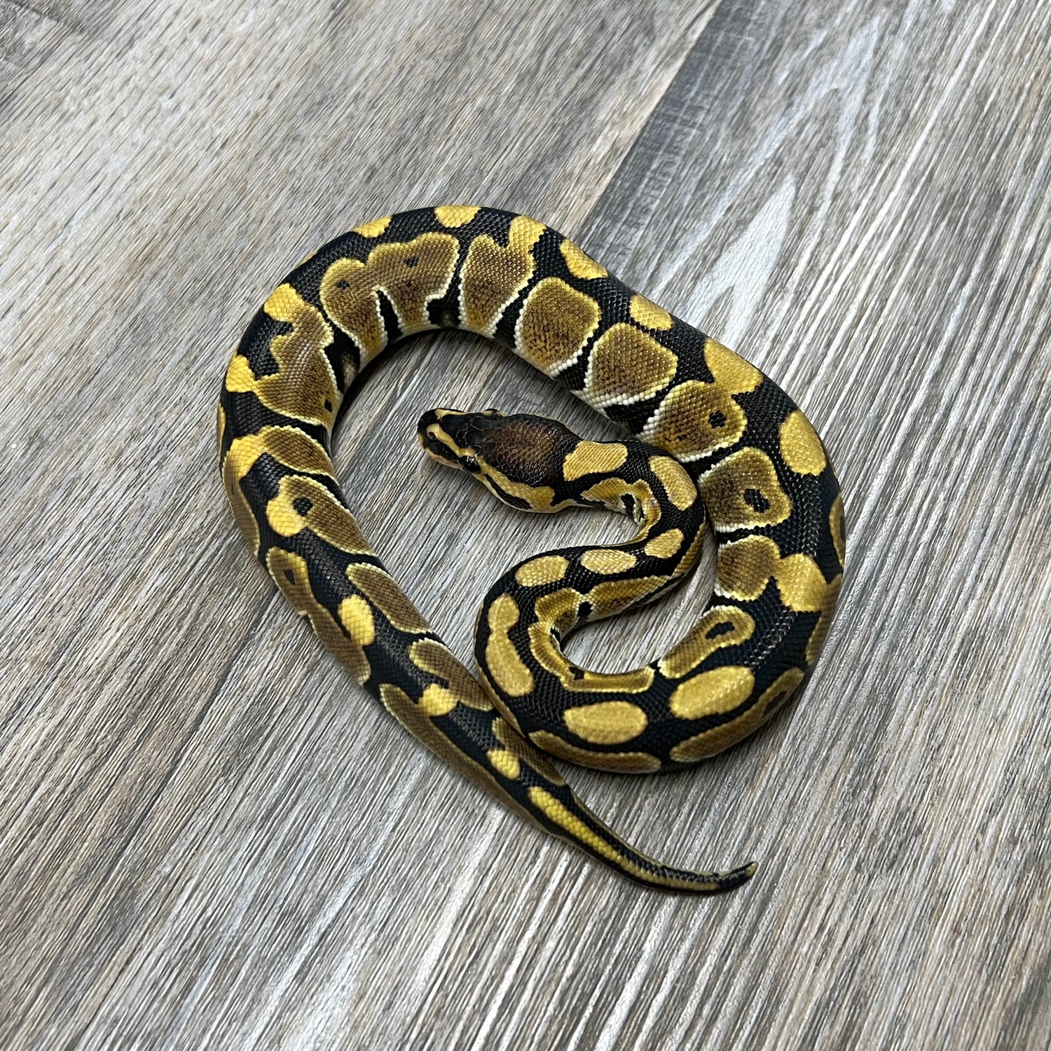 Normal 100% Het Clown Ball Python by Superior Scales Reptiles - MorphMarket
