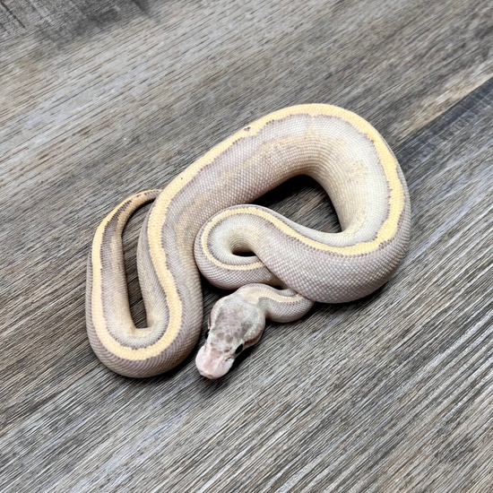 Black Pastel Leopard Ivory (Pos. Phantom) Ball Python by Superior ...