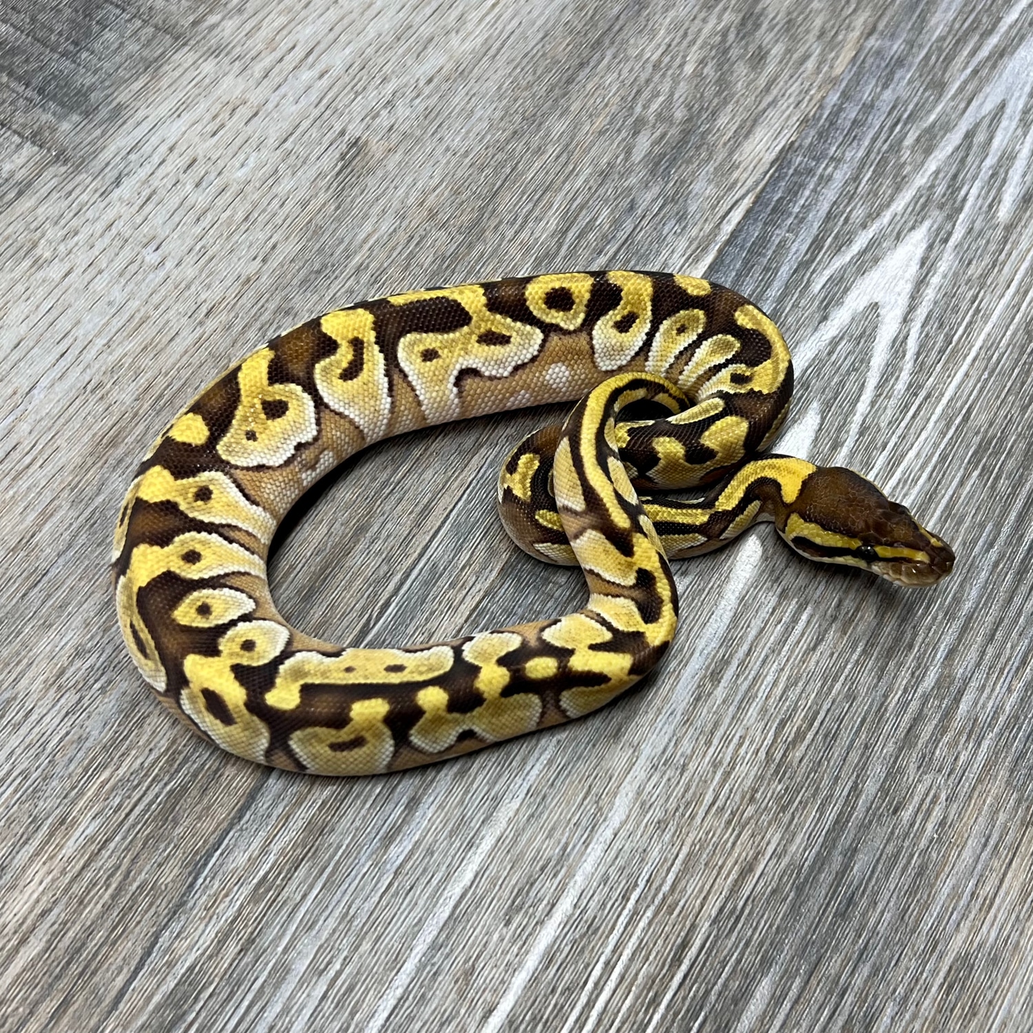 Enchi Mojave 100% Het Clown Ball Python by Superior Scales Reptiles ...