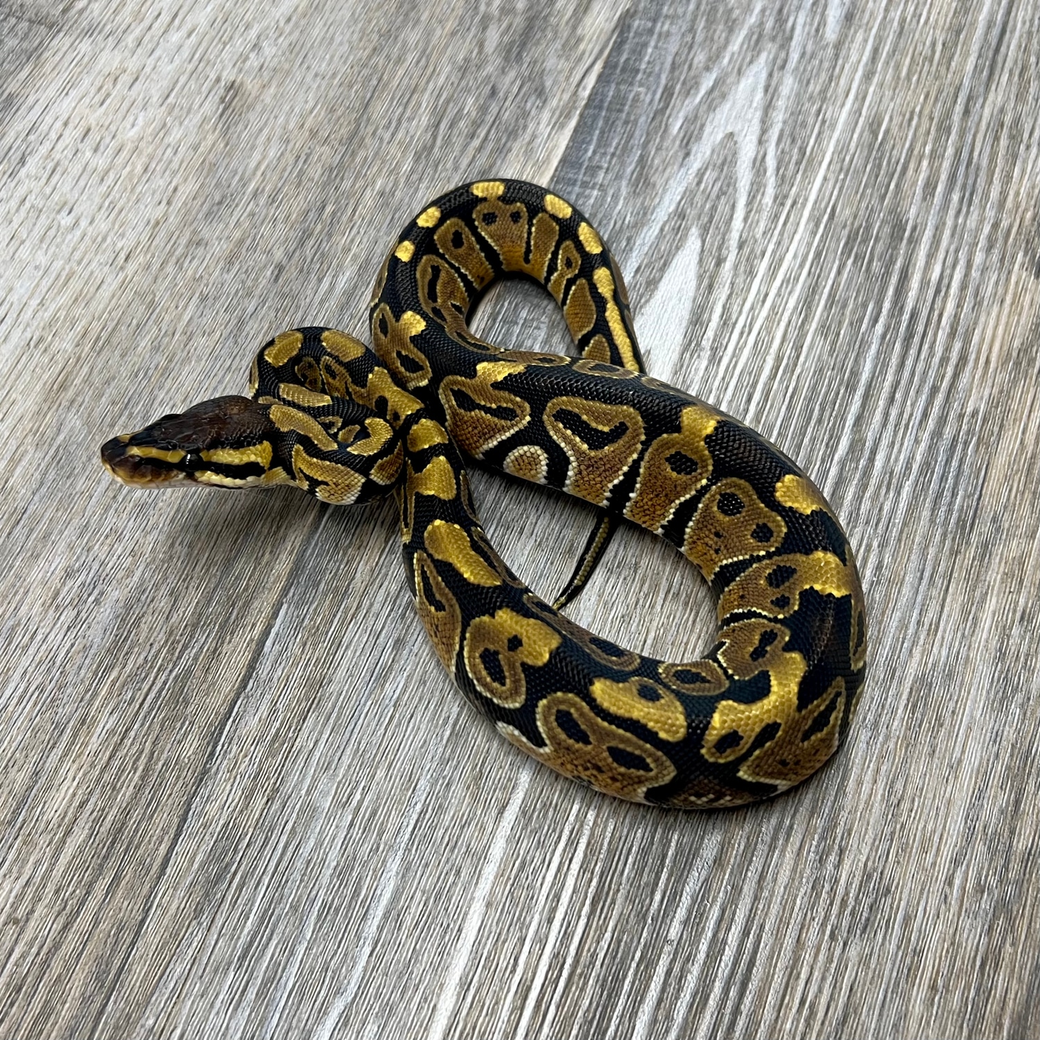 Normal 100% Het Clown Ball Python by Superior Scales Reptiles - MorphMarket